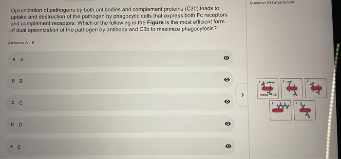 Solved Question #31 attachment Opsonization of pathogens by | Chegg.com