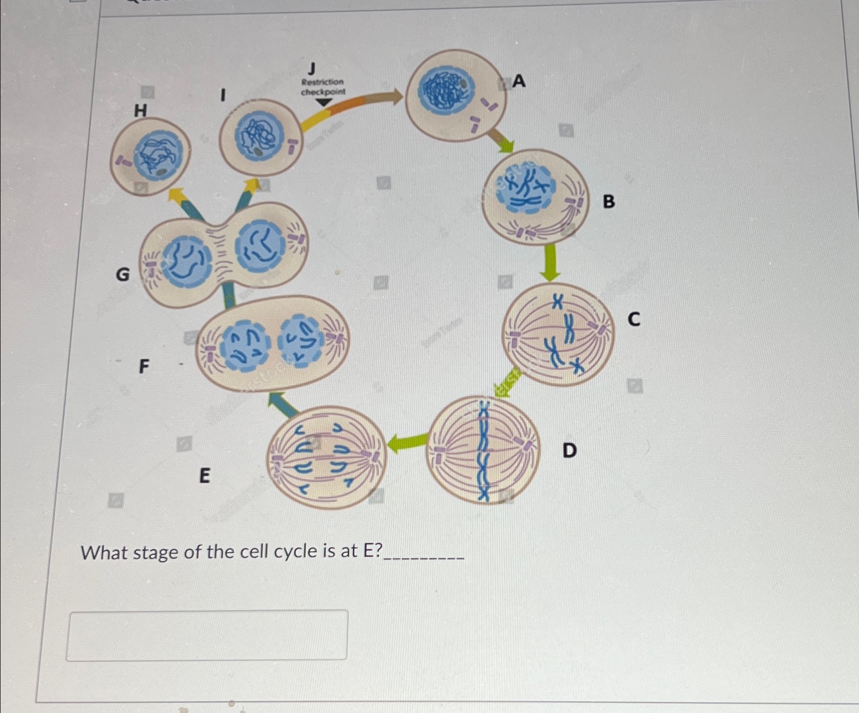Solved What stage of the cell cycle is at E? | Chegg.com