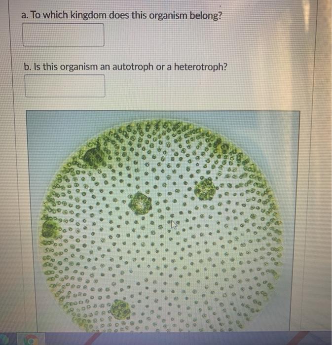 Solved a. To which kingdom does this organism belong? b. Is | Chegg.com