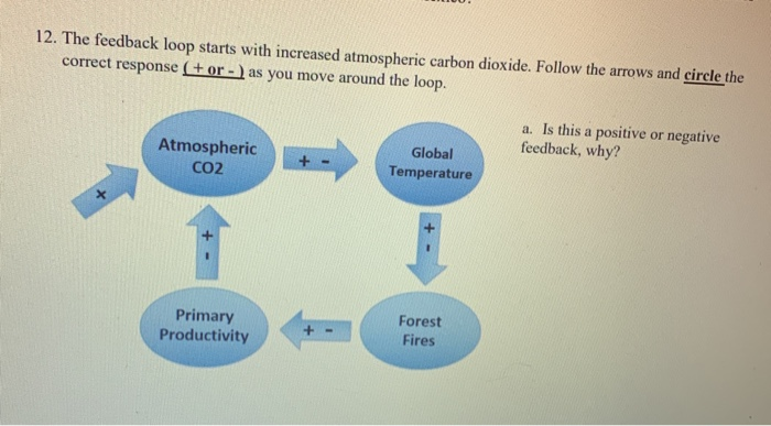 Solved 12. The feedback loop starts with increased | Chegg.com