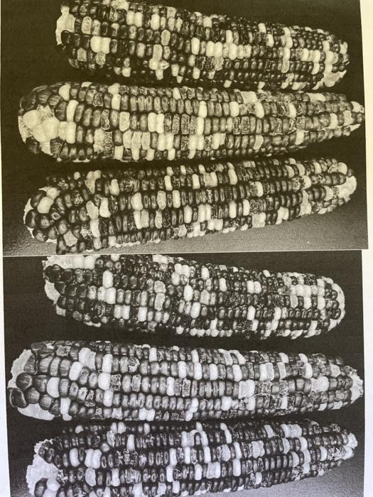 Solved Corn genetics (dihybrid crosses) Mendelian traits | Chegg.com