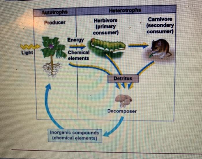 Solved In the diagram, once the arrows reach the decomposer, | Chegg.com