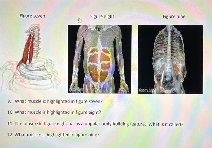 Solved 9. What muscle is highlighted in figure seven? 10. | Chegg.com