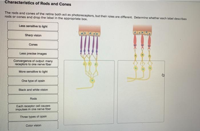 Solved Characteristics of Rods and Cones The rods and cones | Chegg.com