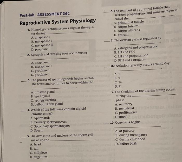 Solved Post-lab | ASSESSMENT 26C Reproductive System | Chegg.com