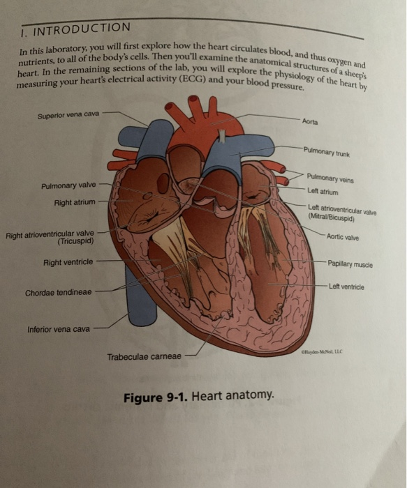 Solved 1. Starting with the right atrium and ending with the | Chegg.com