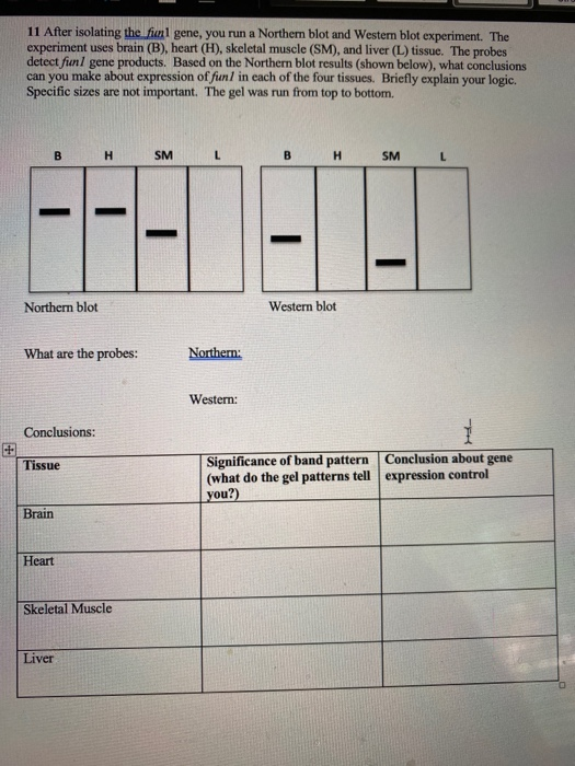 Solved 11 After isolating the fun gene, you run a Northern | Chegg.com