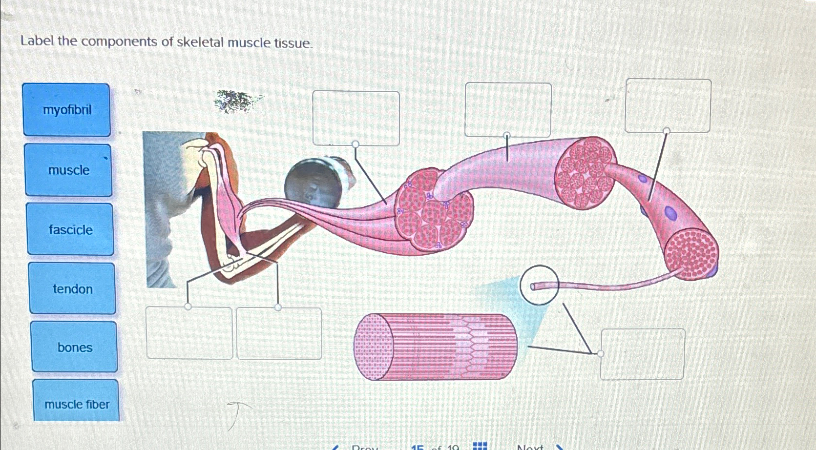Solved Label the components of skeletal muscle tissue. | Chegg.com