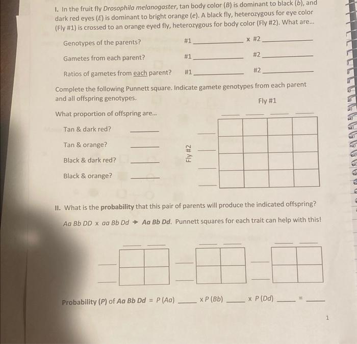 Solved I. In the fruit fly Drosophila melanogaster, tan body | Chegg.com