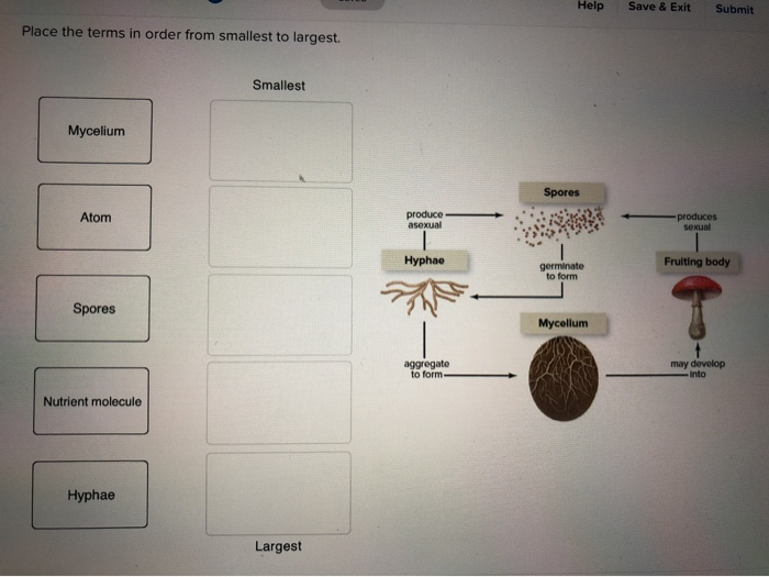 Solved Help Save & Exit Submit Place the terms in order from | Chegg.com