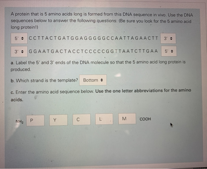 A protein that is 5 amino acids long is formed from | Chegg.com