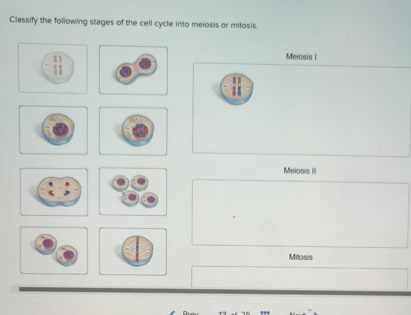 Solved Classify the following stages of the cell cycle into | Chegg.com