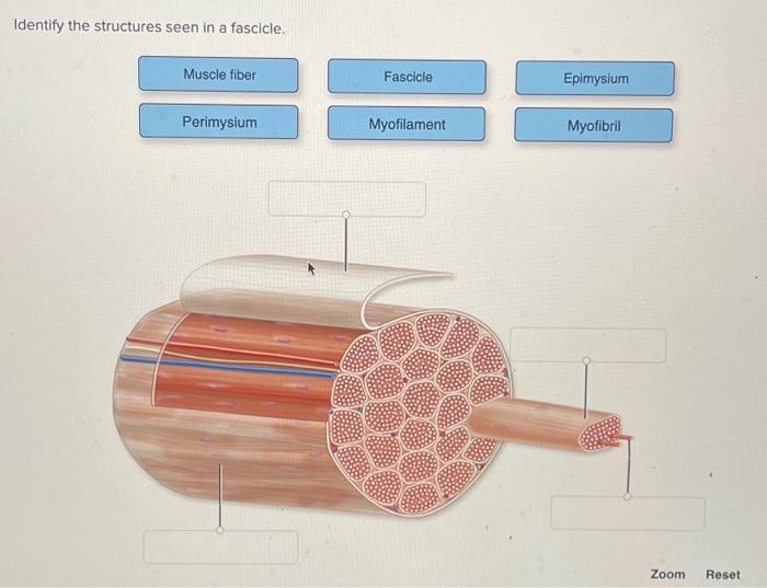 Solved Identify the structures seen in a fascicle. Muscle | Chegg.com