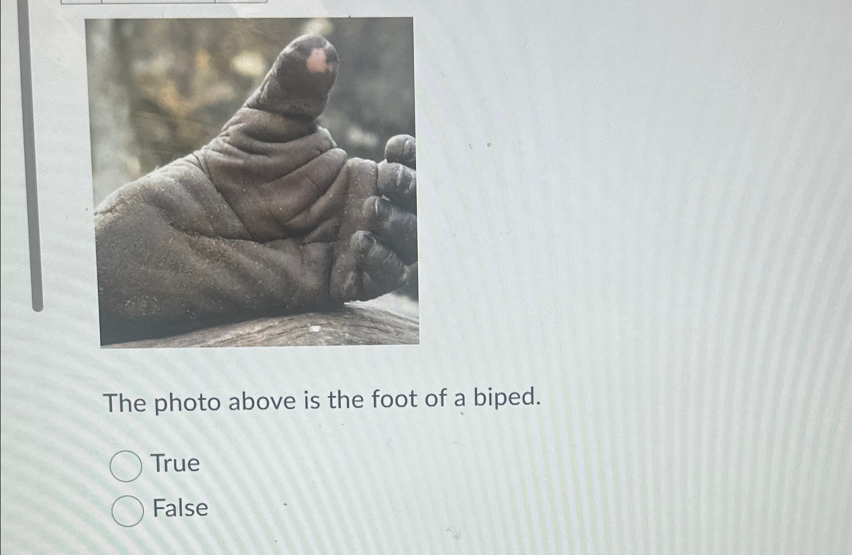 Solved The photo above is the foot of a biped.TrueFalse | Chegg.com