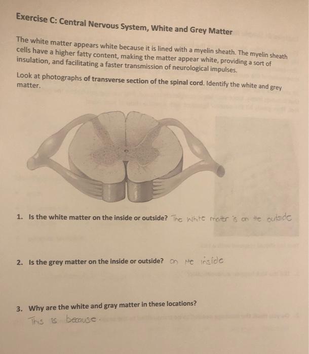 Solved Exercise C: Central Nervous System, White and Grey | Chegg.com