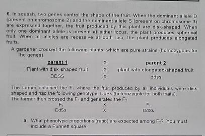 Solved In squash, two genes control the shape of the fruit. | Chegg.com