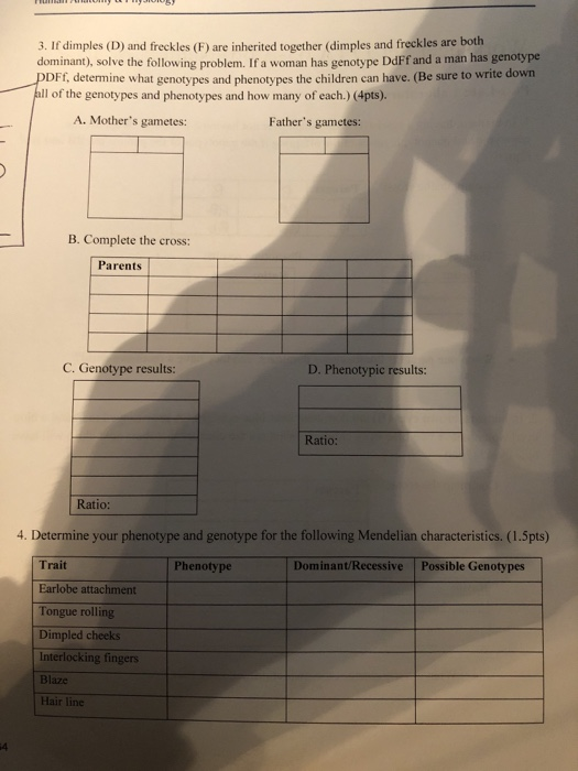 Solved 3. If dimples (D) and freckles (F) are inherited | Chegg.com