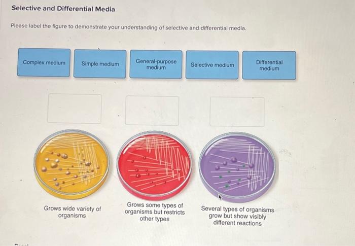 Solved Selective and Differential Media Please label the | Chegg.com