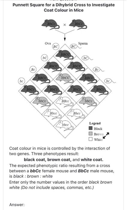 Solved Punnett Square for a Dihybrid Cross to Investigate | Chegg.com