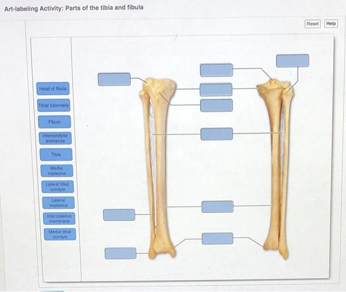 Solved Art-labeling Activity: Parts of the tibia and fibula | Chegg.com