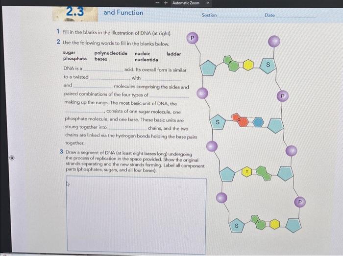 1 Fill in the blanks in the illustration of DNA (at | Chegg.com