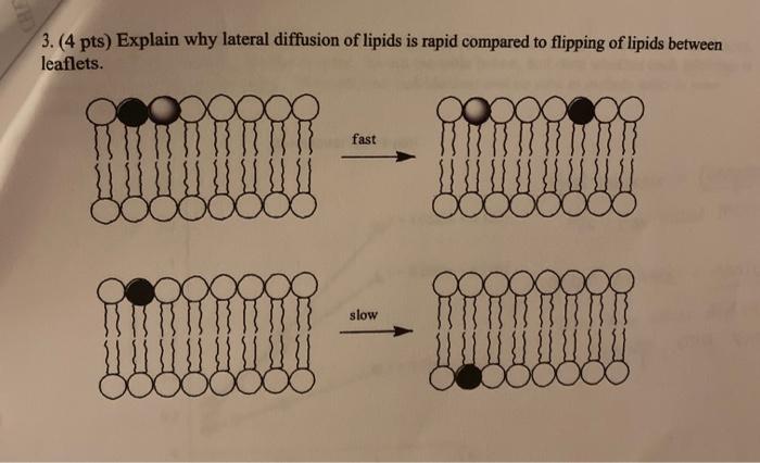 Solved 3. (4 pts) Explain why lateral diffusion of lipids is | Chegg.com