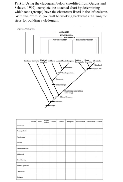 Part I. Using the cladogram below (modified from | Chegg.com