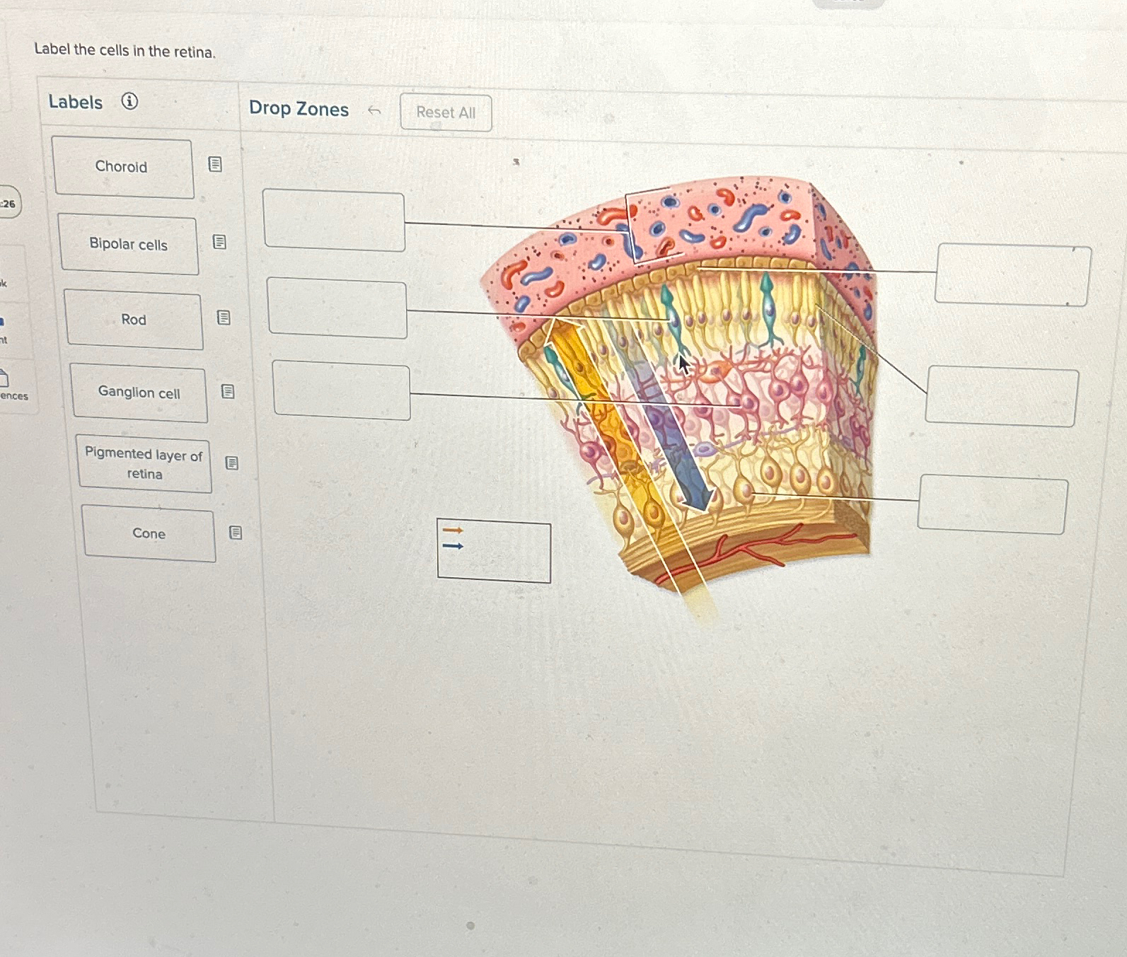 Solved Label the cells in the retina.Labels(i) ﻿Drop Zones | Chegg.com