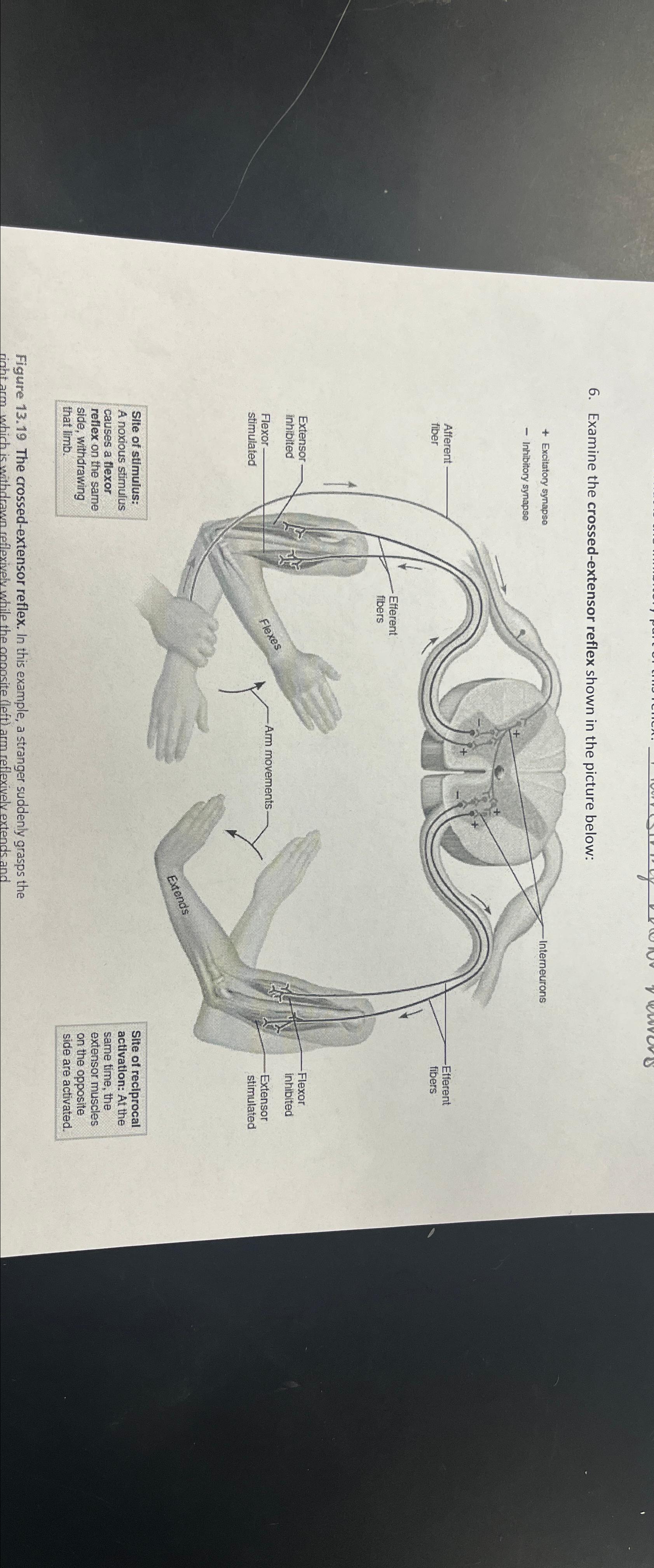 Solved Examine the crossed-extensor reflex shown in the | Chegg.com