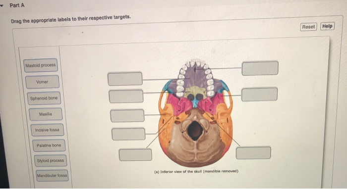 Solved Part A Drag the appropriate labels to their | Chegg.com