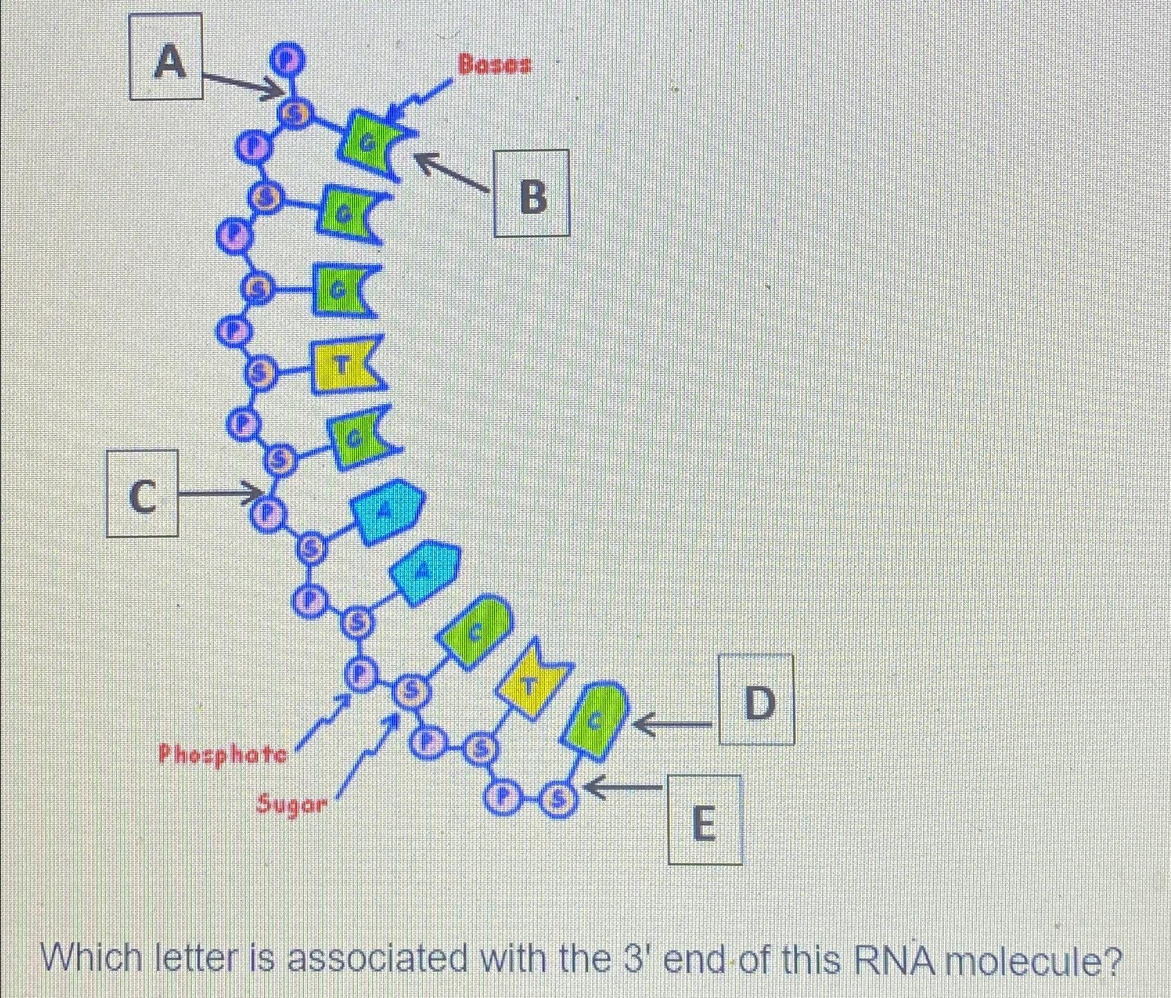 Solved Which letter is associated with the 3' ﻿end of this | Chegg.com