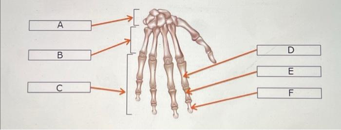Solved Distal phalanx Proximal phalanx Carpus Phalanges | Chegg.com