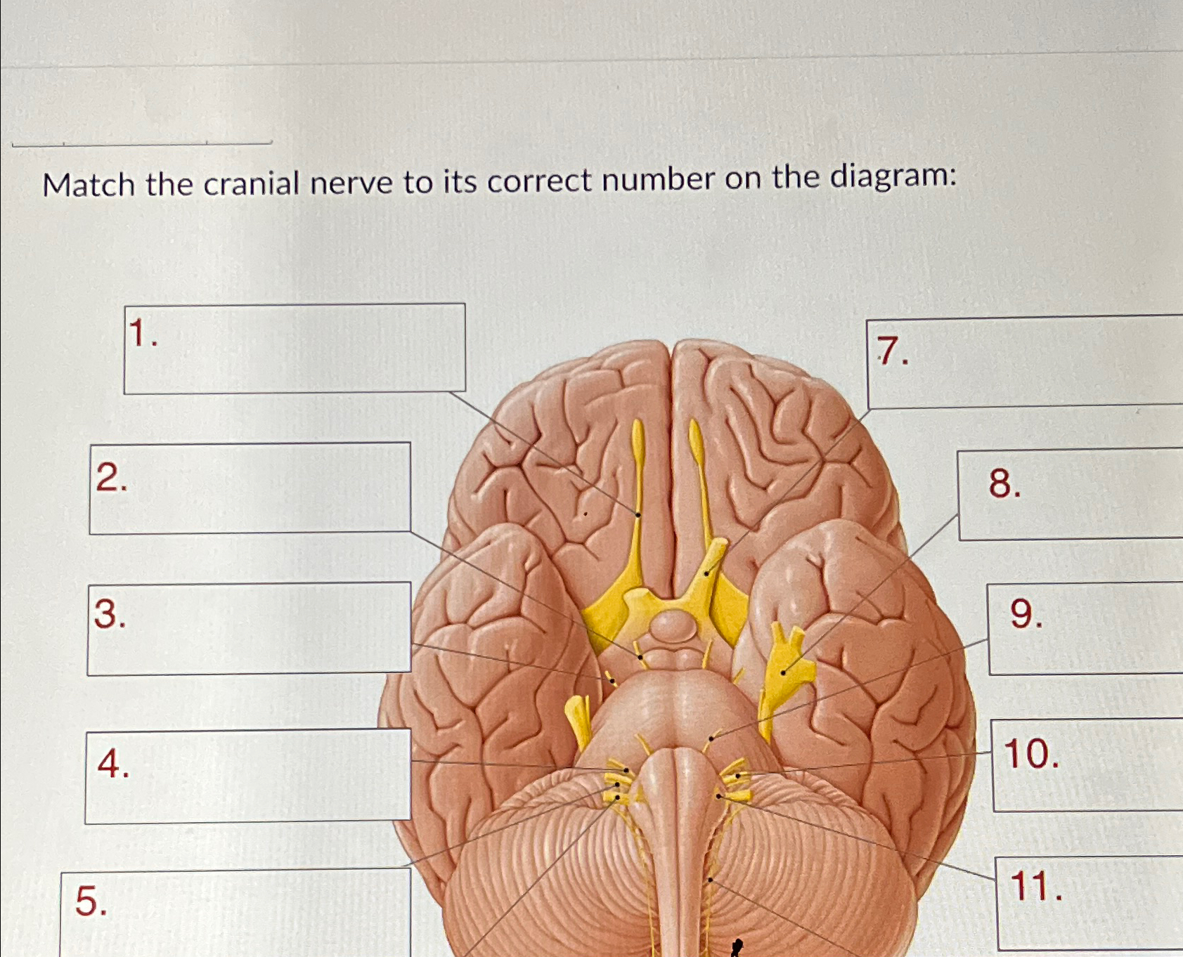 Solved Match the cranial nerve to its correct number on the | Chegg.com