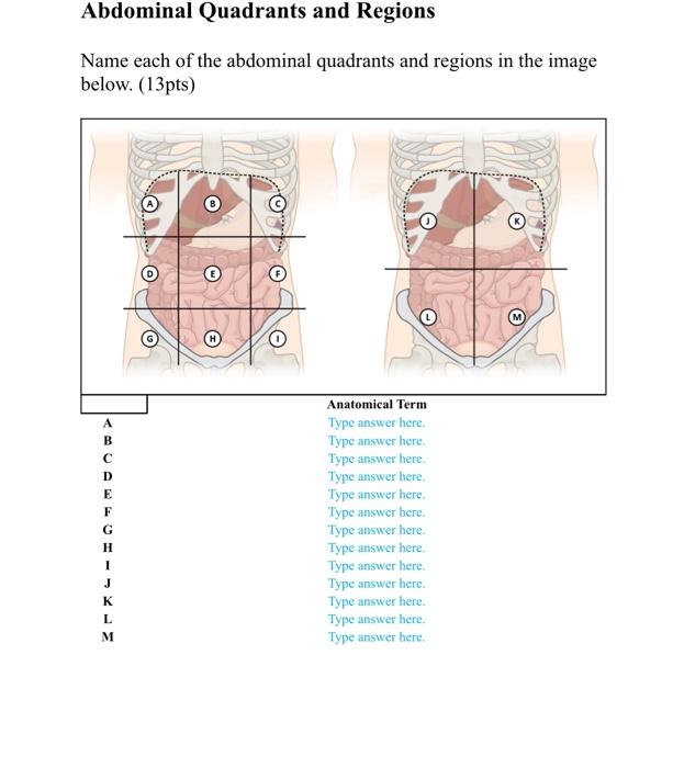 1-7 Nine Regions Of The Abdominopelvic Cavity The Nine, 57% OFF