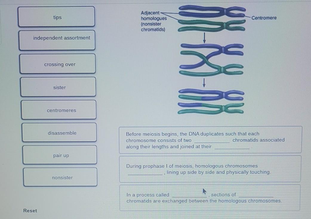 Solved tips Centromere Adjacent homologues (nonsister | Chegg.com