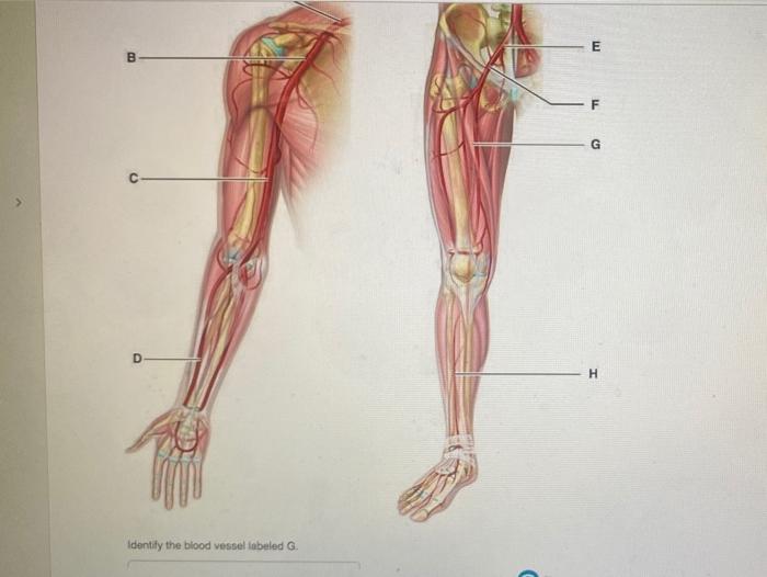 Solved E B F G D H Identify the blood vessel labeled G. 2 | Chegg.com