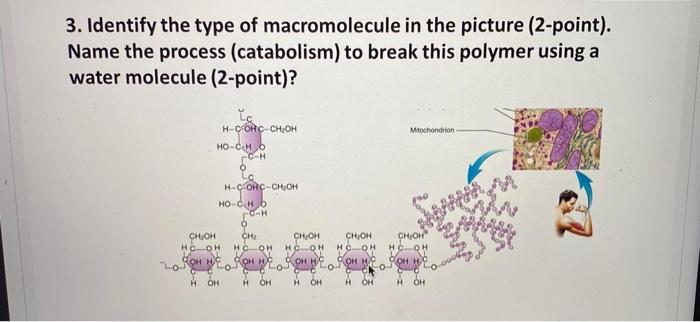 Solved 3. Identify the type of macromolecule in the picture | Chegg.com