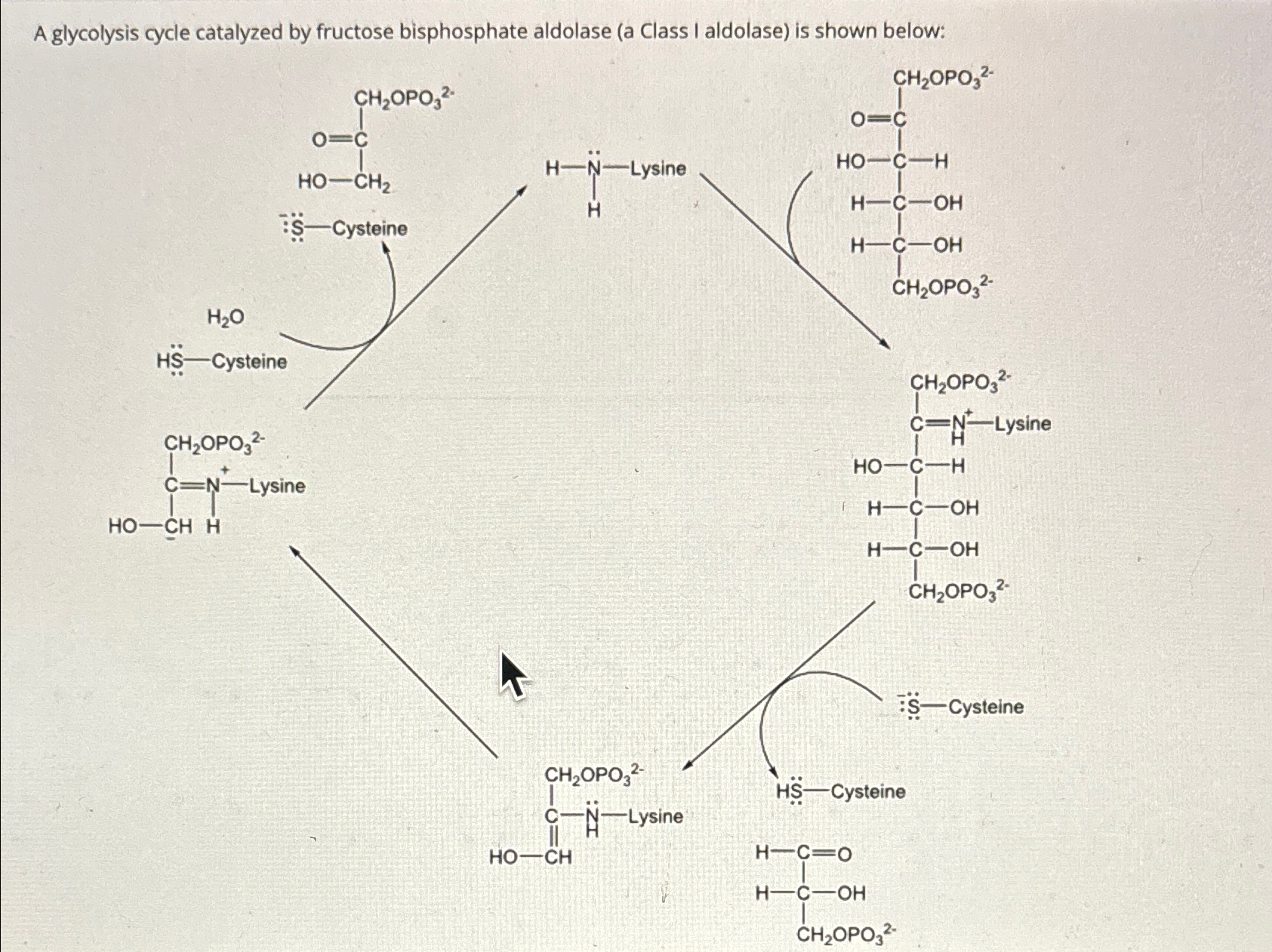 A glycolysis cycle catalyzed by fructose bisphosphate | Chegg.com