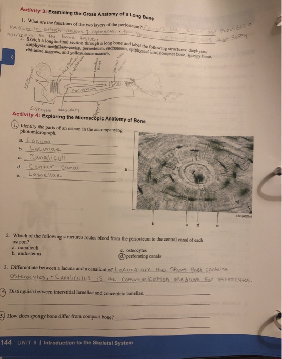 Solved Activity 3 Examining The Gross Anatomy Of A Long Chegg