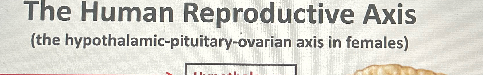 Solved The Human Reproductive Axis (the | Chegg.com