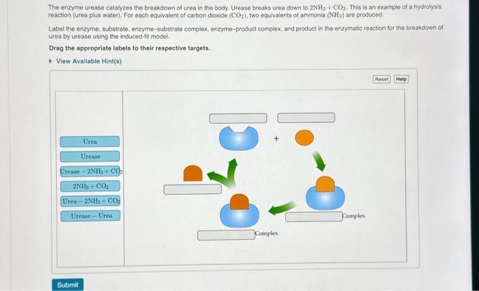 Solved Classify each of the characteristics as lock-and-key | Chegg.com