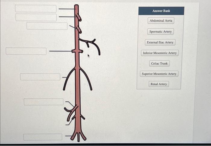 Solved Answer Bank Abdominal Aorta Spermatic Artery External | Chegg.com