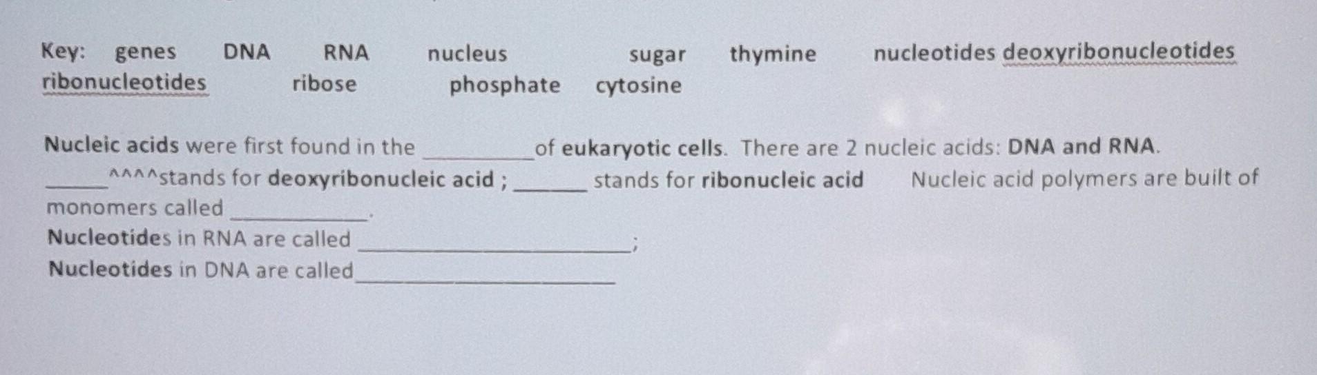 Solved Key: genes DNA RNA nucleus sugar thymine nucleotides | Chegg.com