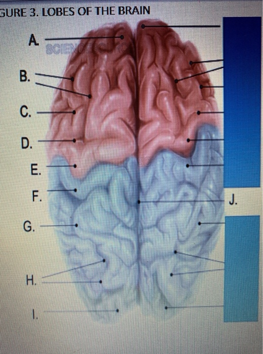 Solved GURE 3. LOBES OF THE BRAIN А. SCIE B. C. D. E. F. J. | Chegg.com Solved GURE 3. LOBES OF THE BRAIN А. SCIE B. C. D. E. F. J. | Chegg.com