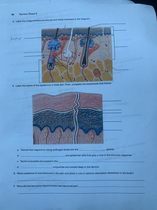 Label The Integumentary System And Areas Indicated In The Di
