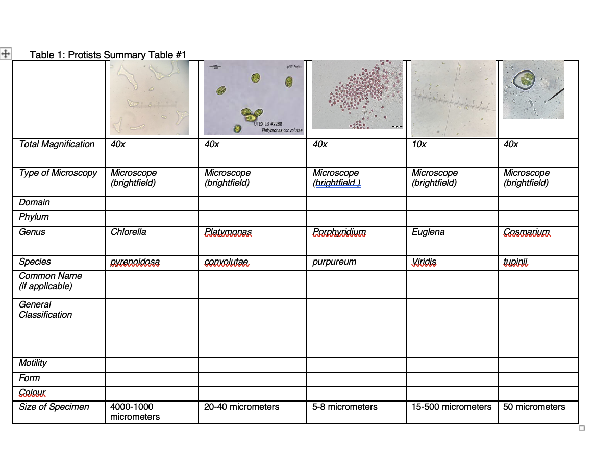 Solved Table 1: Protists Summary Table #1 ﻿please fill in | Chegg.com