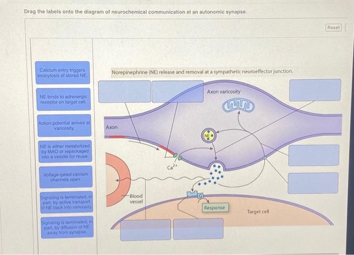 Solved Drag the labels onto the diagram of neurochemical | Chegg.com