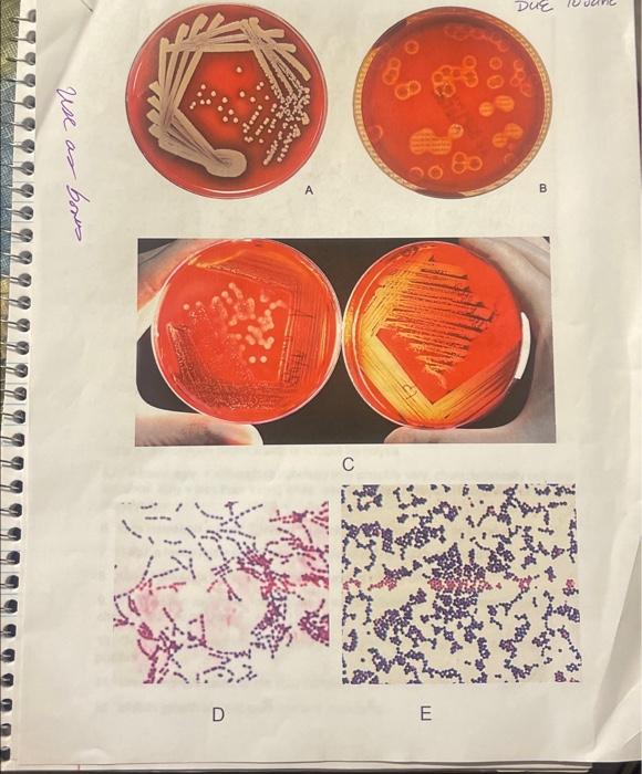 Carefully observe the illustrations A through H. | Chegg.com