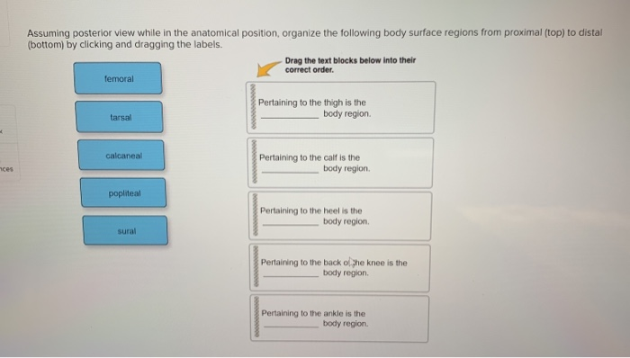 Solved Assuming posterior view while in the anatomical | Chegg.com