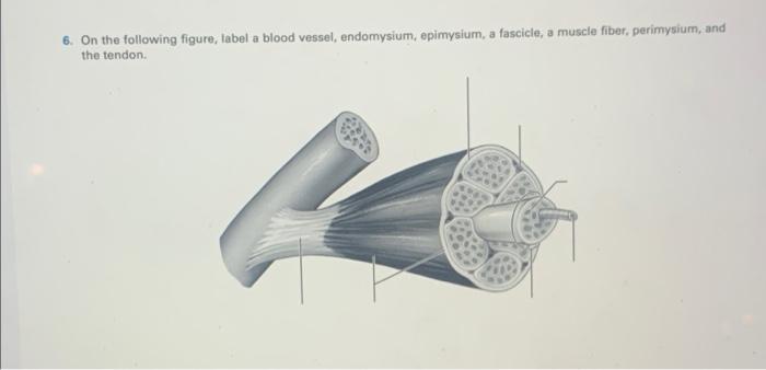 Solved 6. On the following figure, label a blood vessel, | Chegg.com